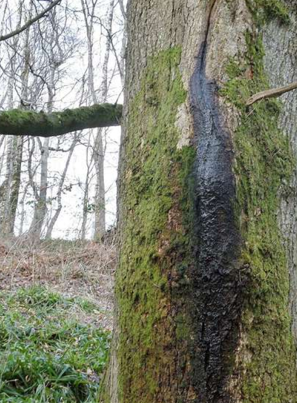 TREE PESTS AND DISEASES – Milner Trees