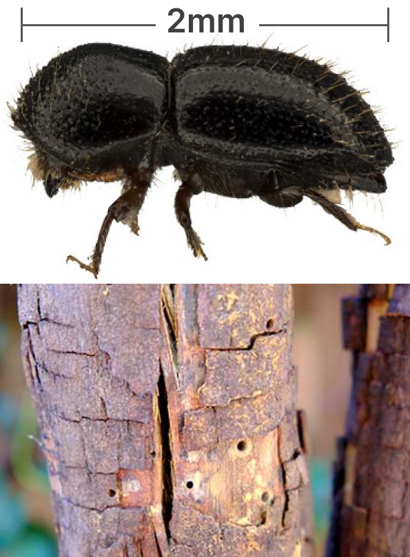 TREE PESTS AND DISEASES – Milner Trees